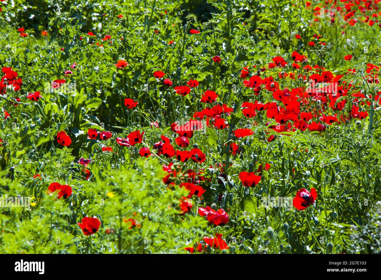 Poppy papaver georgia hi-res stock photography and images - Alamy