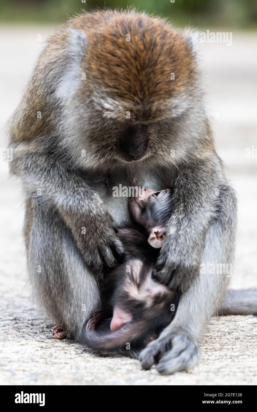 Baby and mother monkey hug and looking at each other affectionately ...