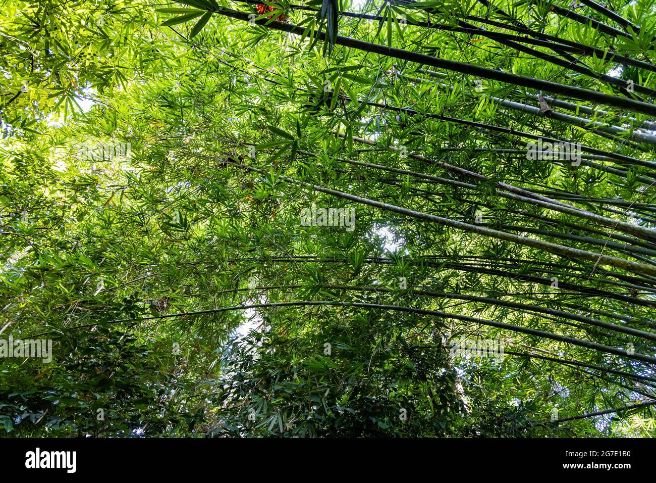 Bamboo tree canopy hi-res stock photography and images - Alamy