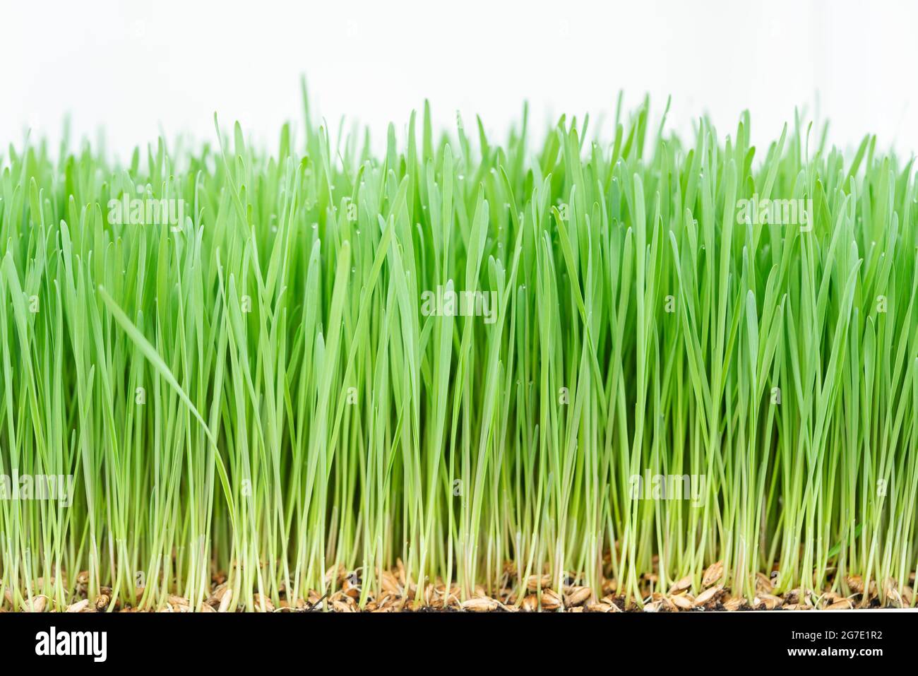 Healthy green wheatgrass in nursery Stock Photo - Alamy