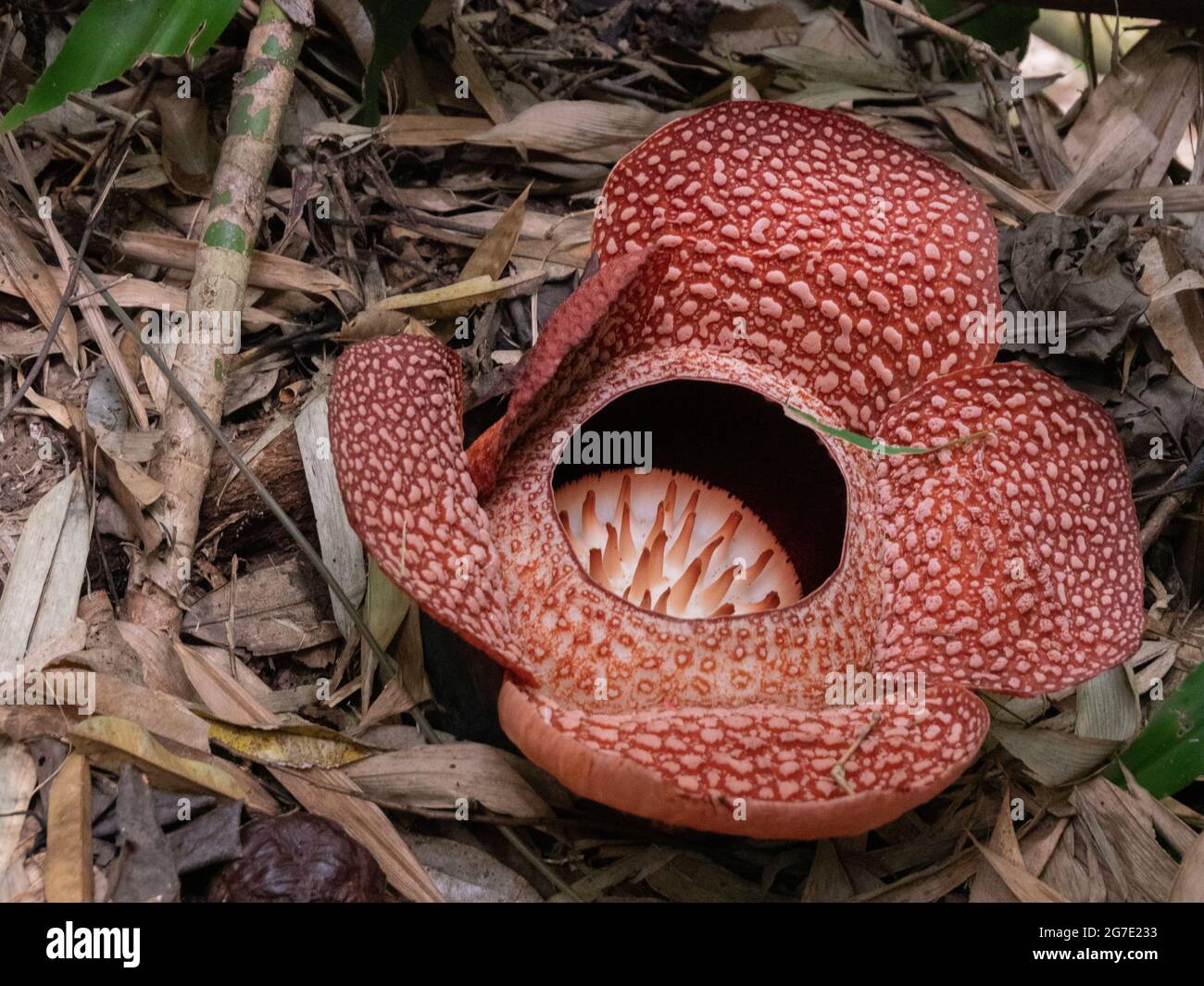 Rafflesia arnoldii plant producing the largest individual flower Stock ...