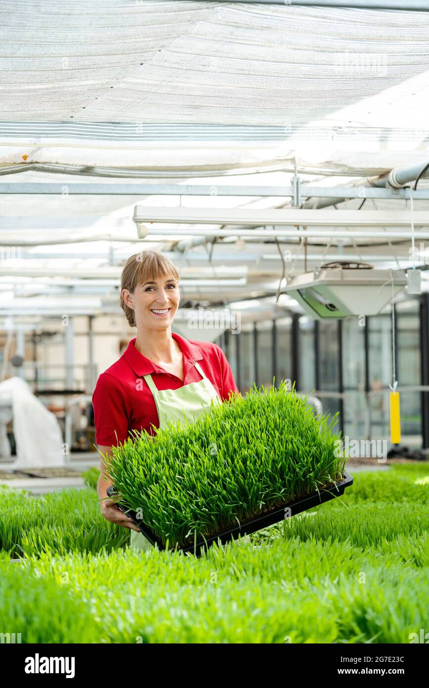 Woman showing wheatgrass in market garden to camera Stock Photo - Alamy