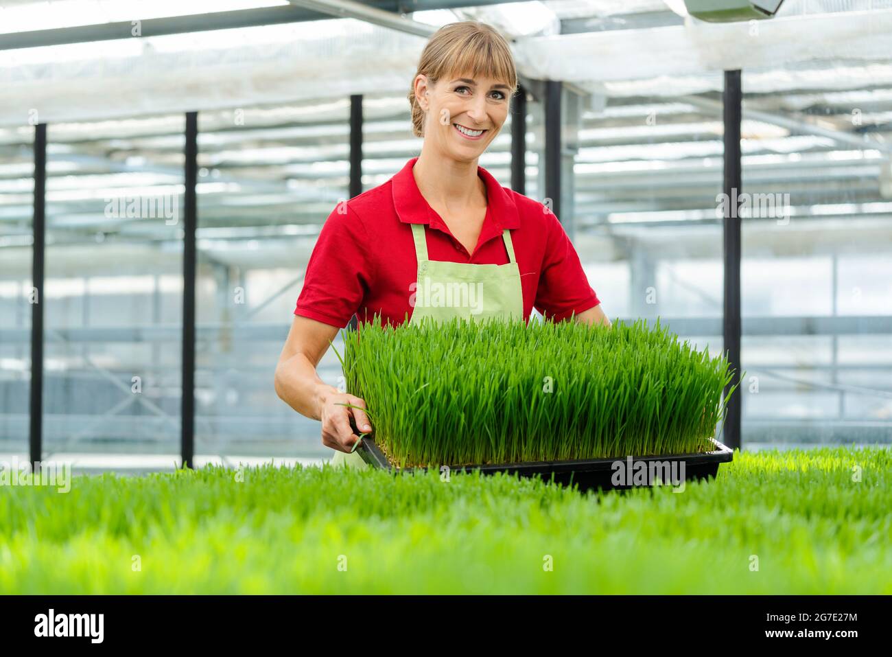 Woman showing wheatgrass in market garden to camera Stock Photo - Alamy