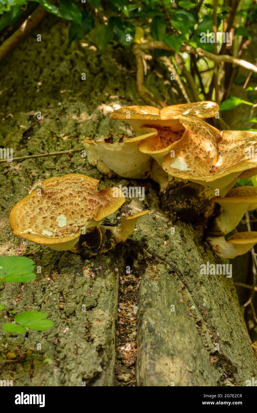 Dryads greek hi-res stock photography and images - Alamy