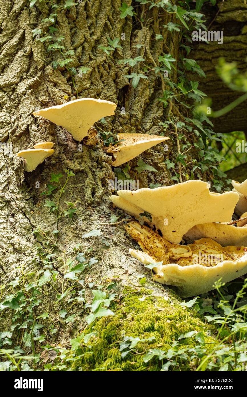 Dryads greek hi-res stock photography and images - Alamy