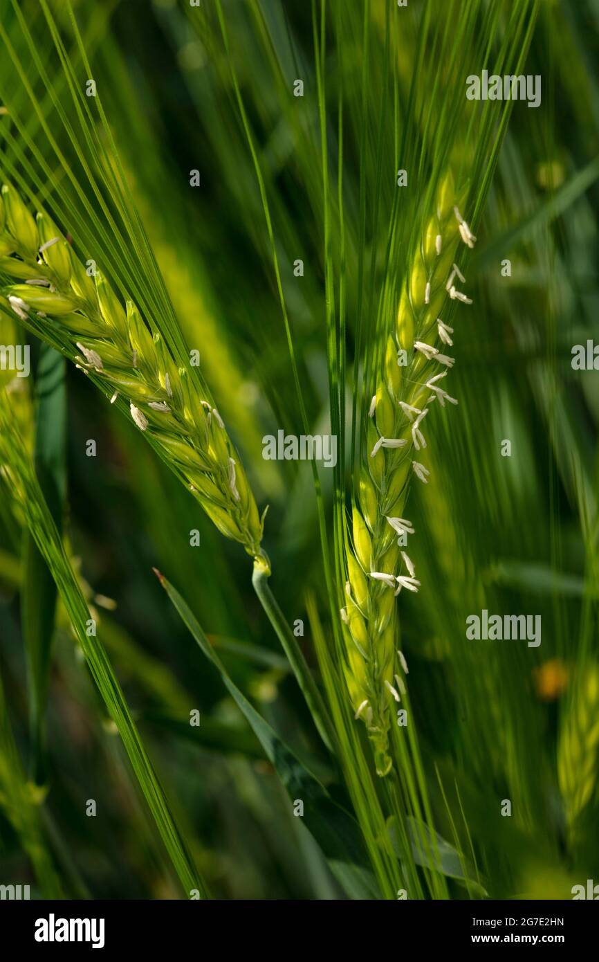 Very close-up Barley (Hordeum vulgare) ears showing makeup and ...