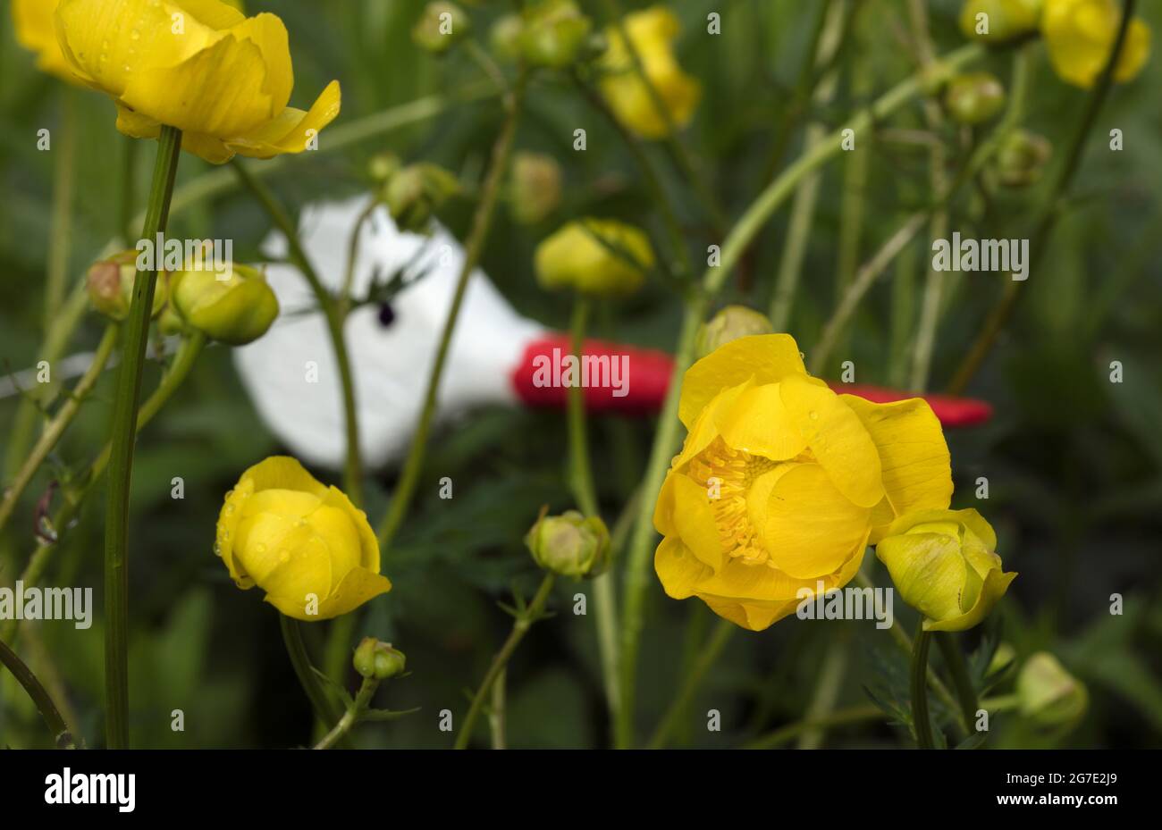 Deckling hi-res stock photography and images - Alamy