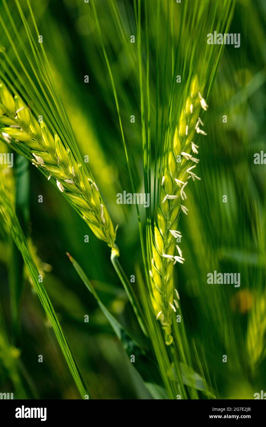 Very close-up Barley (Hordeum vulgare) ears showing makeup and ...