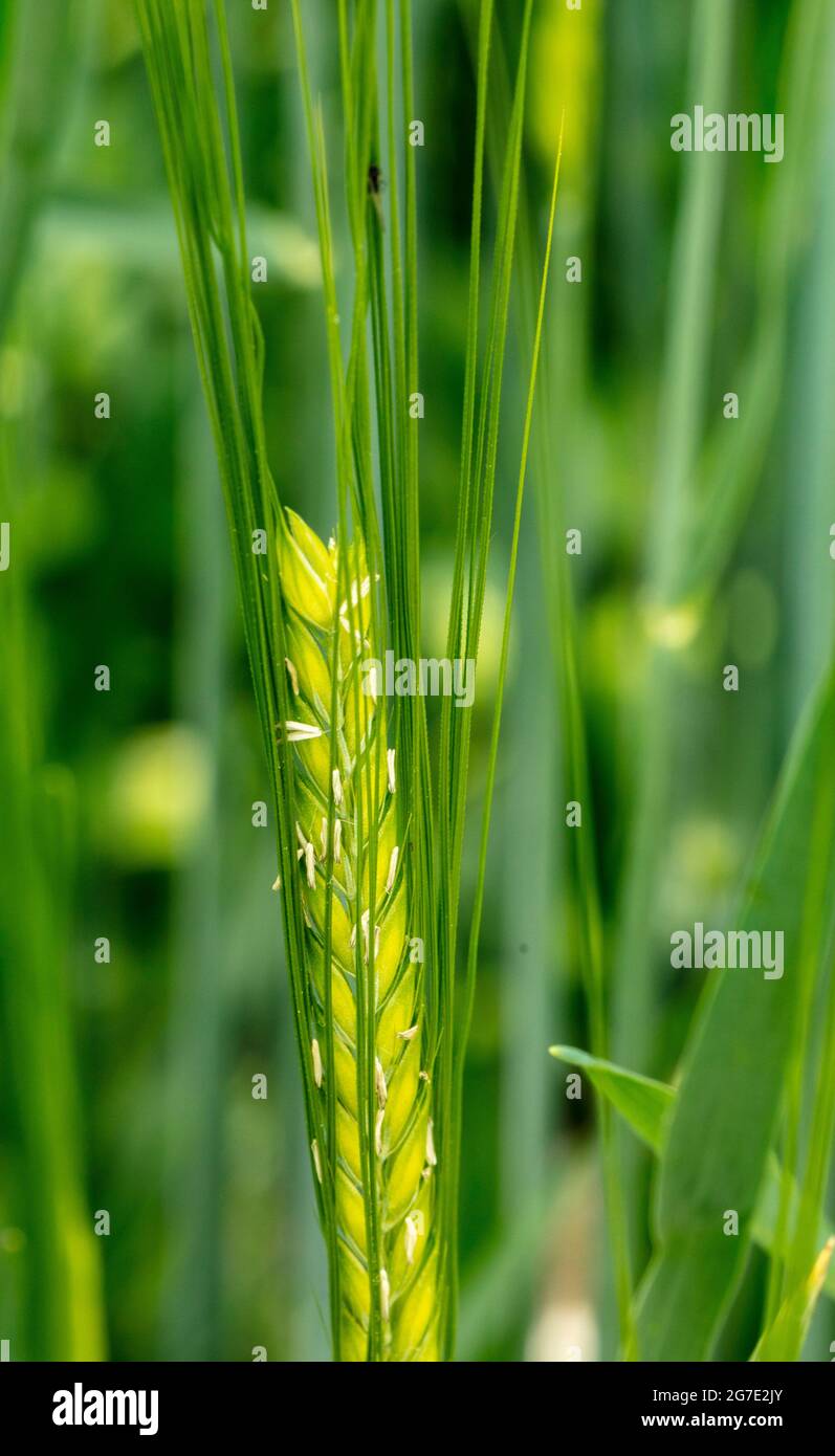 Very close-up Barley (Hordeum vulgare) ears showing makeup and ...