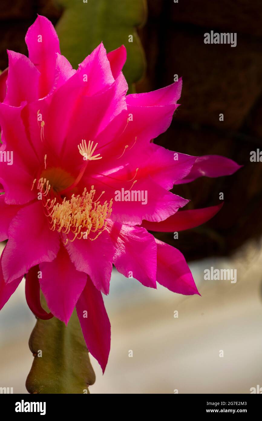 Beautiful and striking Cactus flowers Stock Photo - Alamy