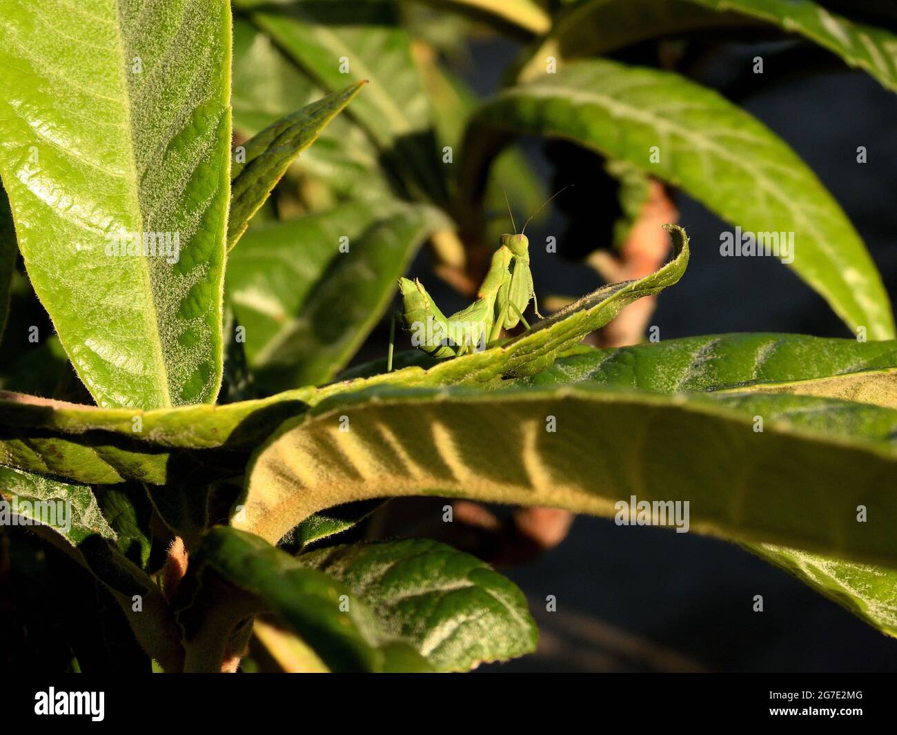 Grasshopper camouflaging hi-res stock photography and images - Alamy
