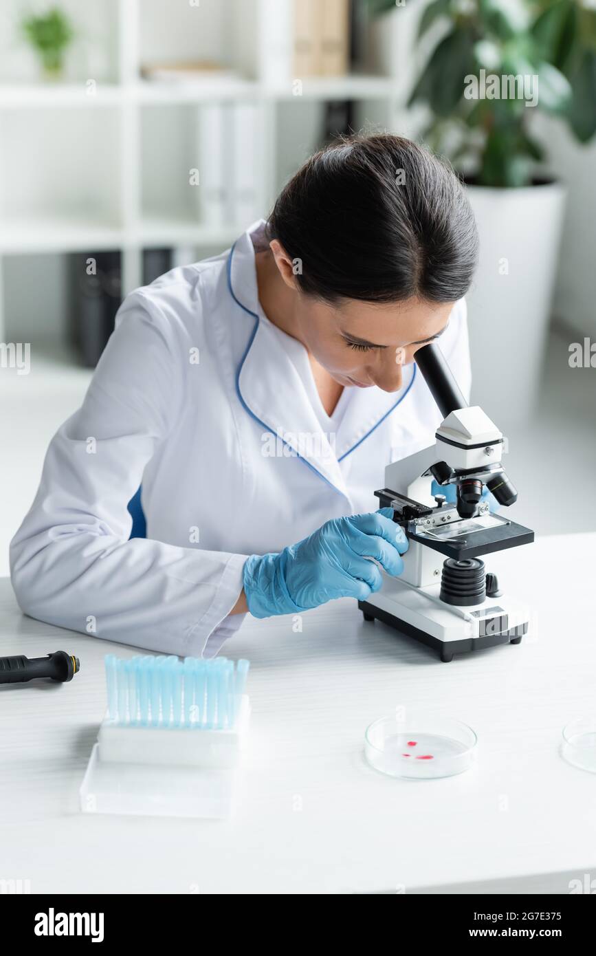 Scientist in latex gloves using microscope near petri dishes and test ...