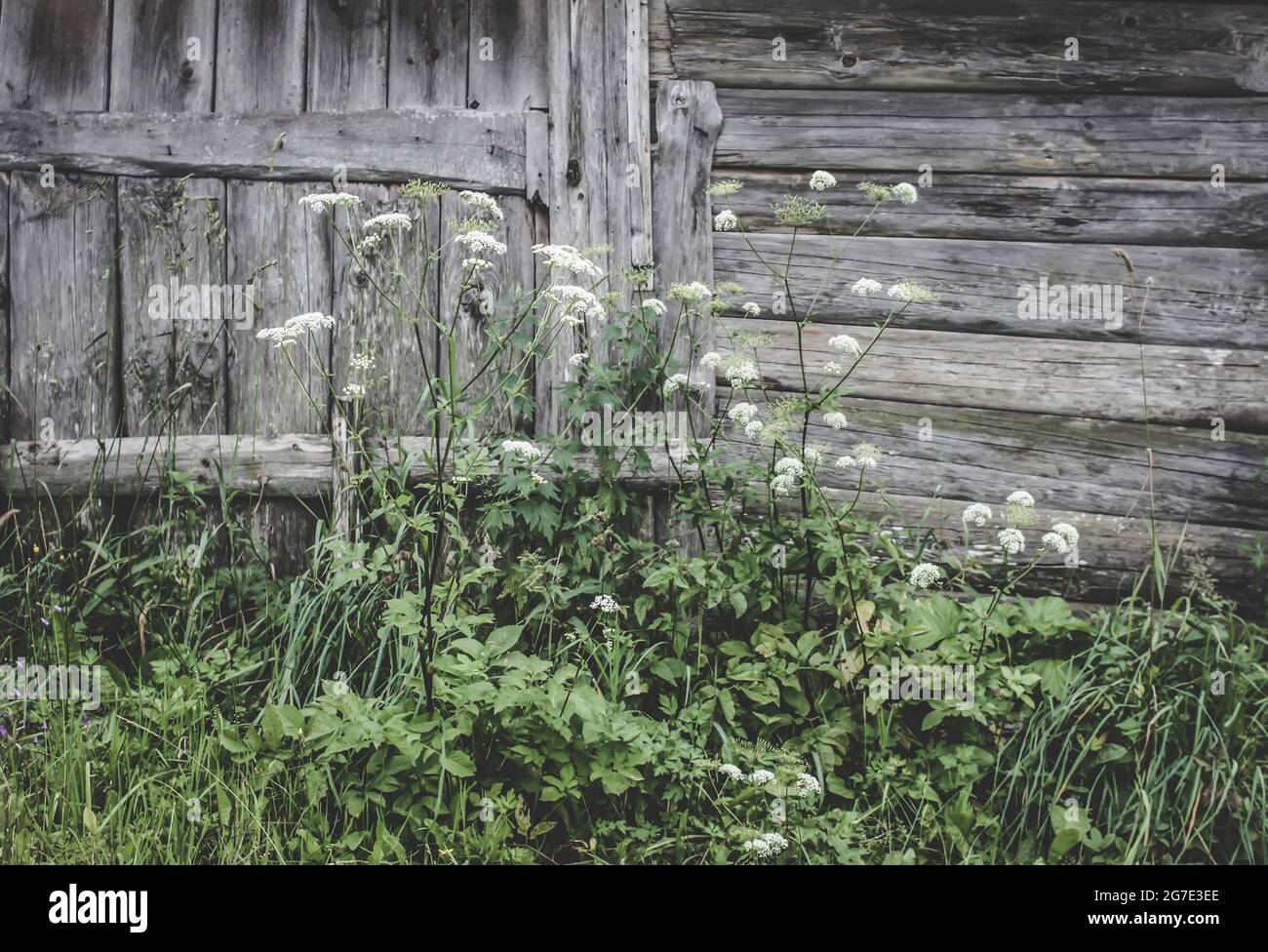 Wooden wall of old barn in the countryside Stock Photo - Alamy