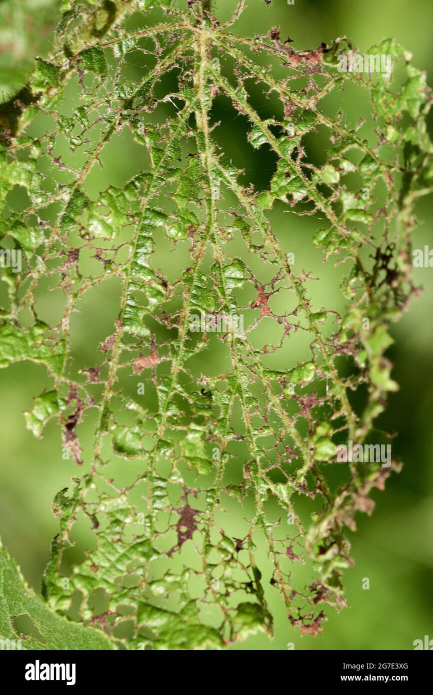Plant damaged by insects hi-res stock photography and images - Alamy