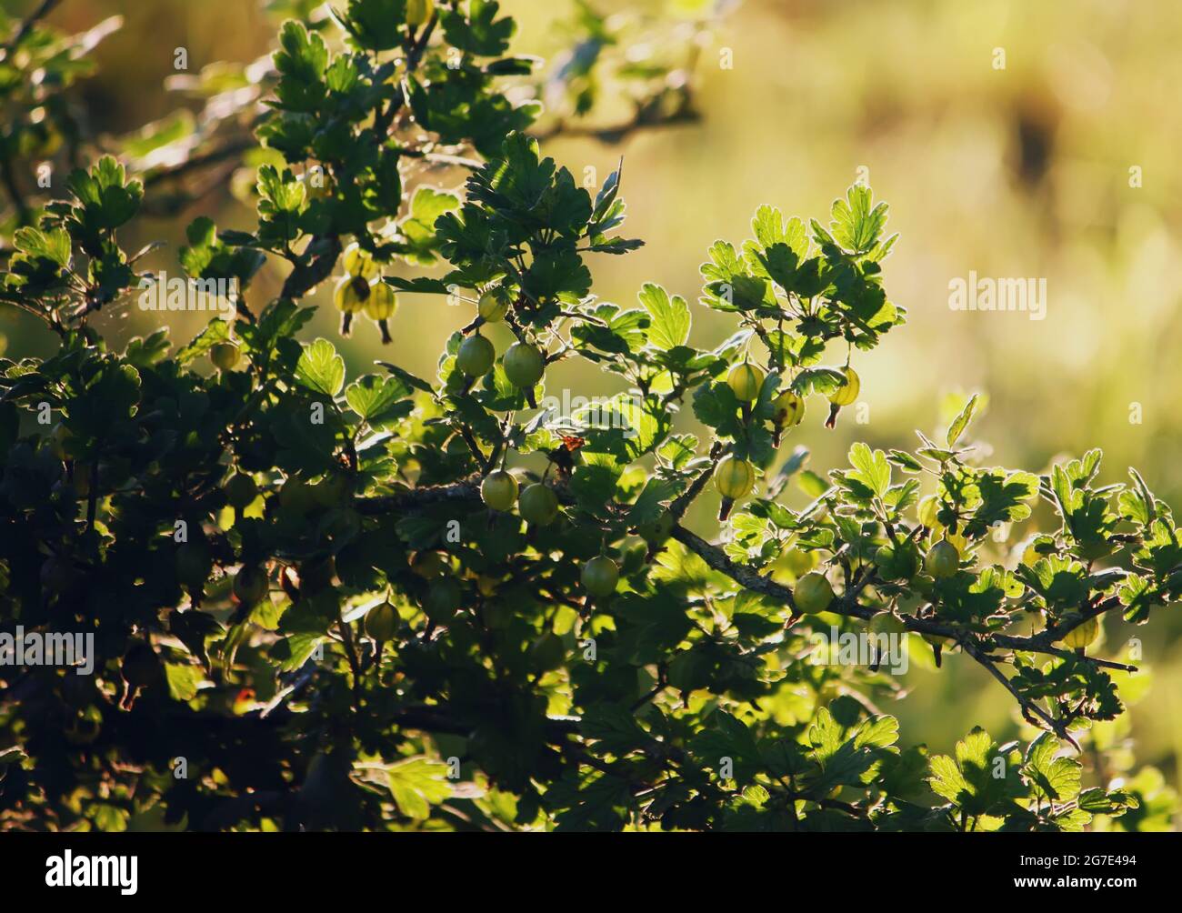 Tree branches in sunlight Stock Photo - Alamy