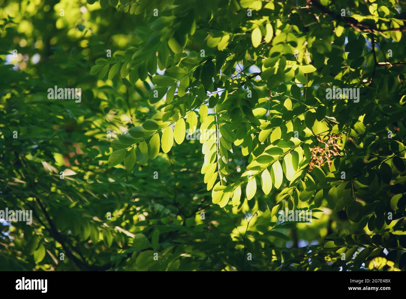 Acacia tree branches in sunlight in the garden Stock Photo - Alamy
