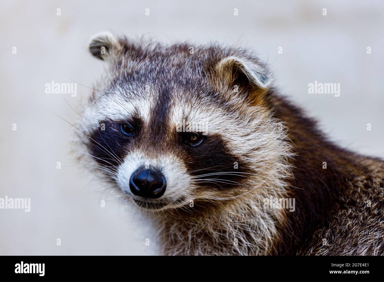 A portrait of a raccoon Stock Photo - Alamy