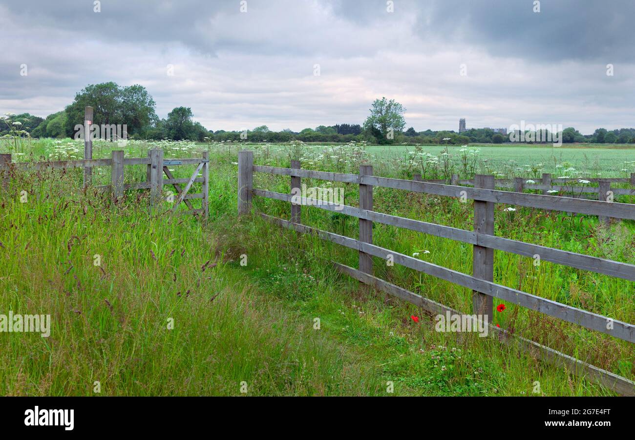 Footpath through grasses with wild flowers in bloom and flanked by ...