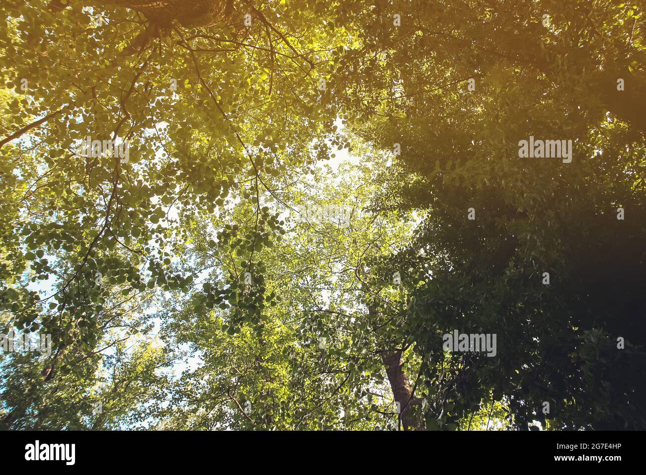 Green tree in sunlight Stock Photo - Alamy