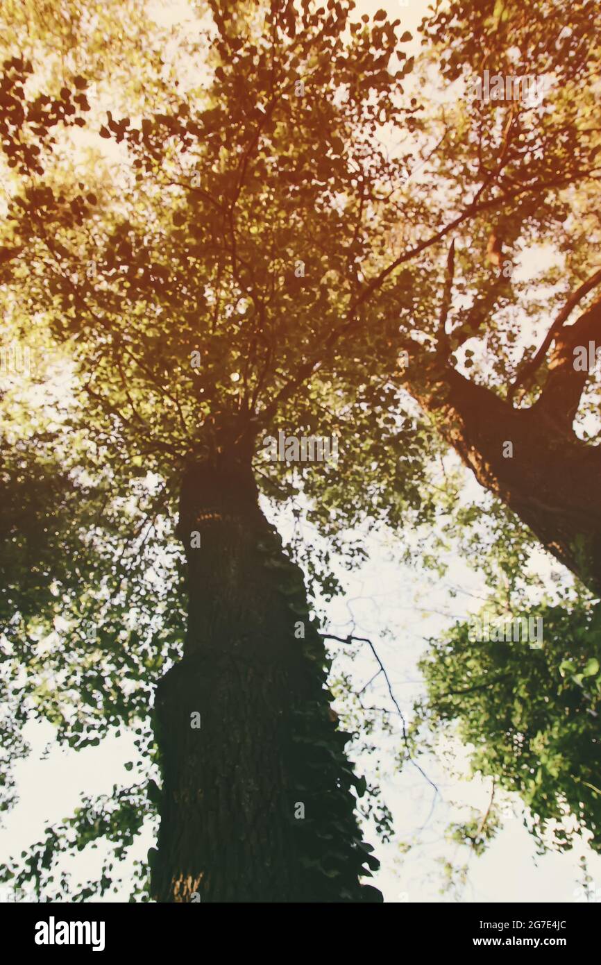 Green tree in sunlight Stock Photo - Alamy