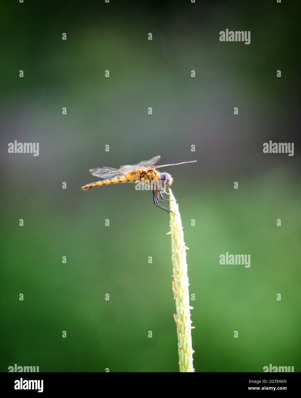 Selective focus shot of a dragonfly perched on a plant Stock Photo - Alamy