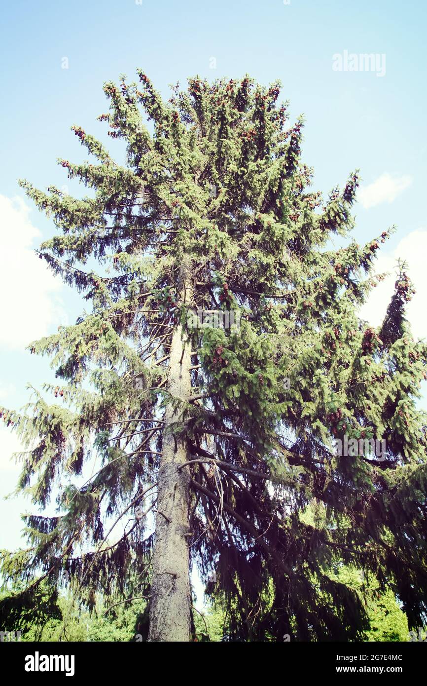 Green spruce tree in sunlight Stock Photo - Alamy