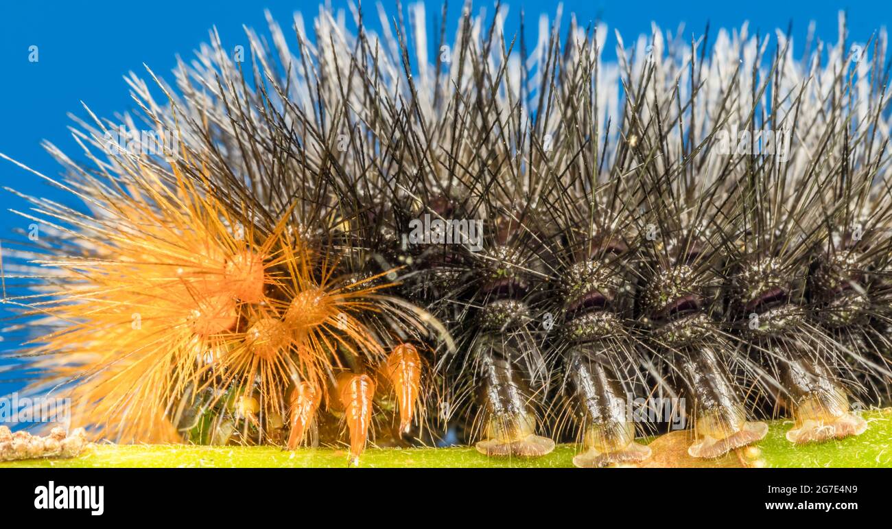 Caterpillar spikes hi-res stock photography and images - Alamy