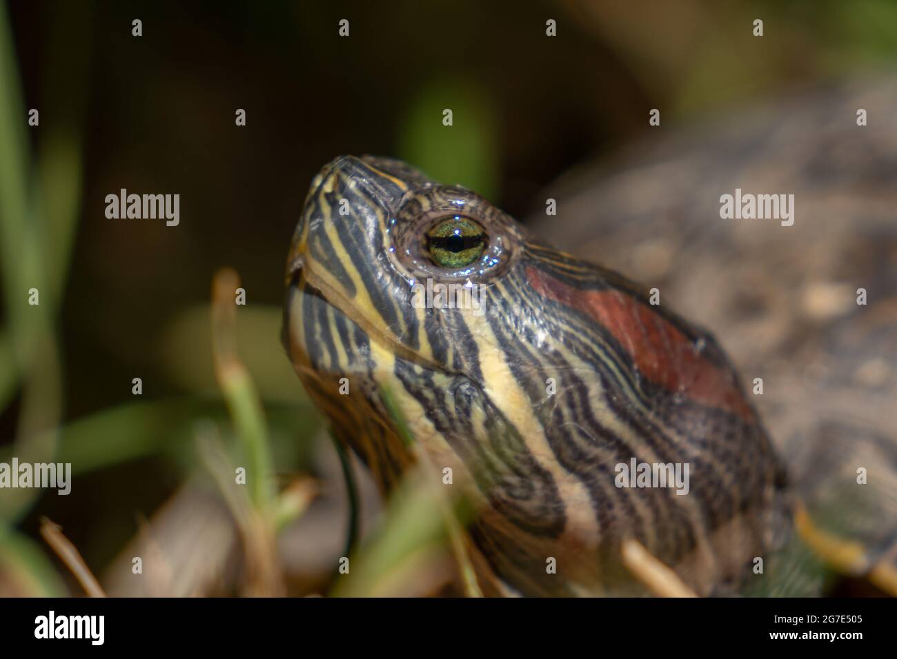 Scary turtle hi-res stock photography and images - Alamy