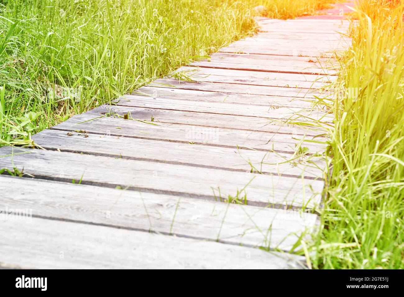 Wooden path at forest. Long track. Pathway hike board Stock Photo - Alamy