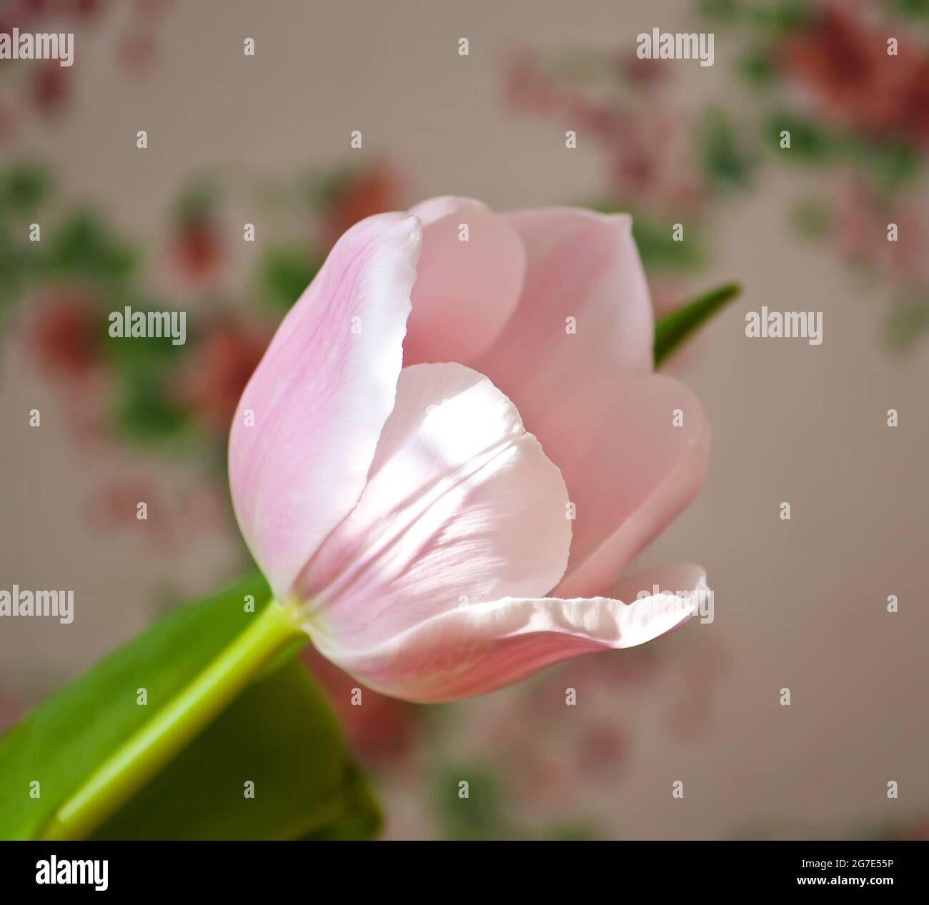 Spring tulip flowers in sunlight close up Stock Photo - Alamy