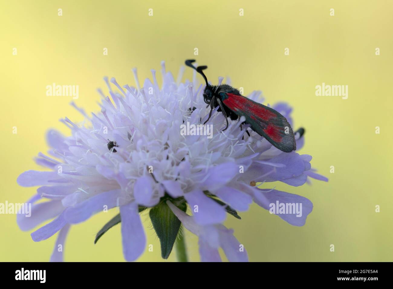 Banded purple wing butterfly hi-res stock photography and images - Alamy