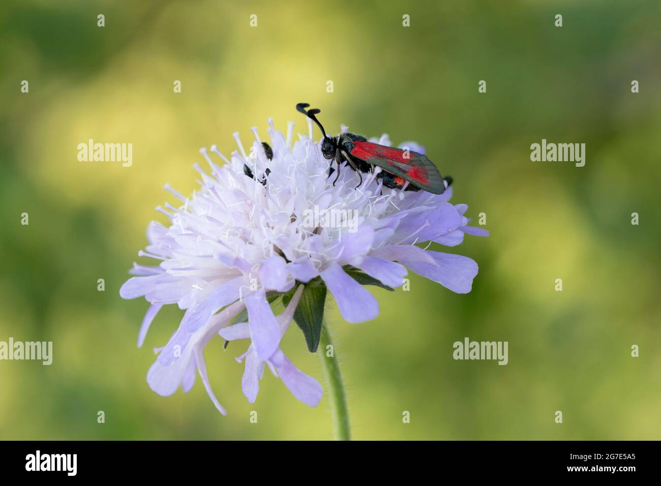 Banded purple wing butterfly hi-res stock photography and images - Alamy
