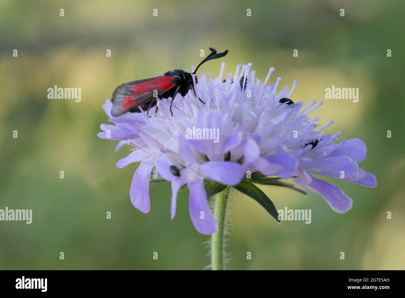 Banded purple wing butterfly hi-res stock photography and images - Alamy
