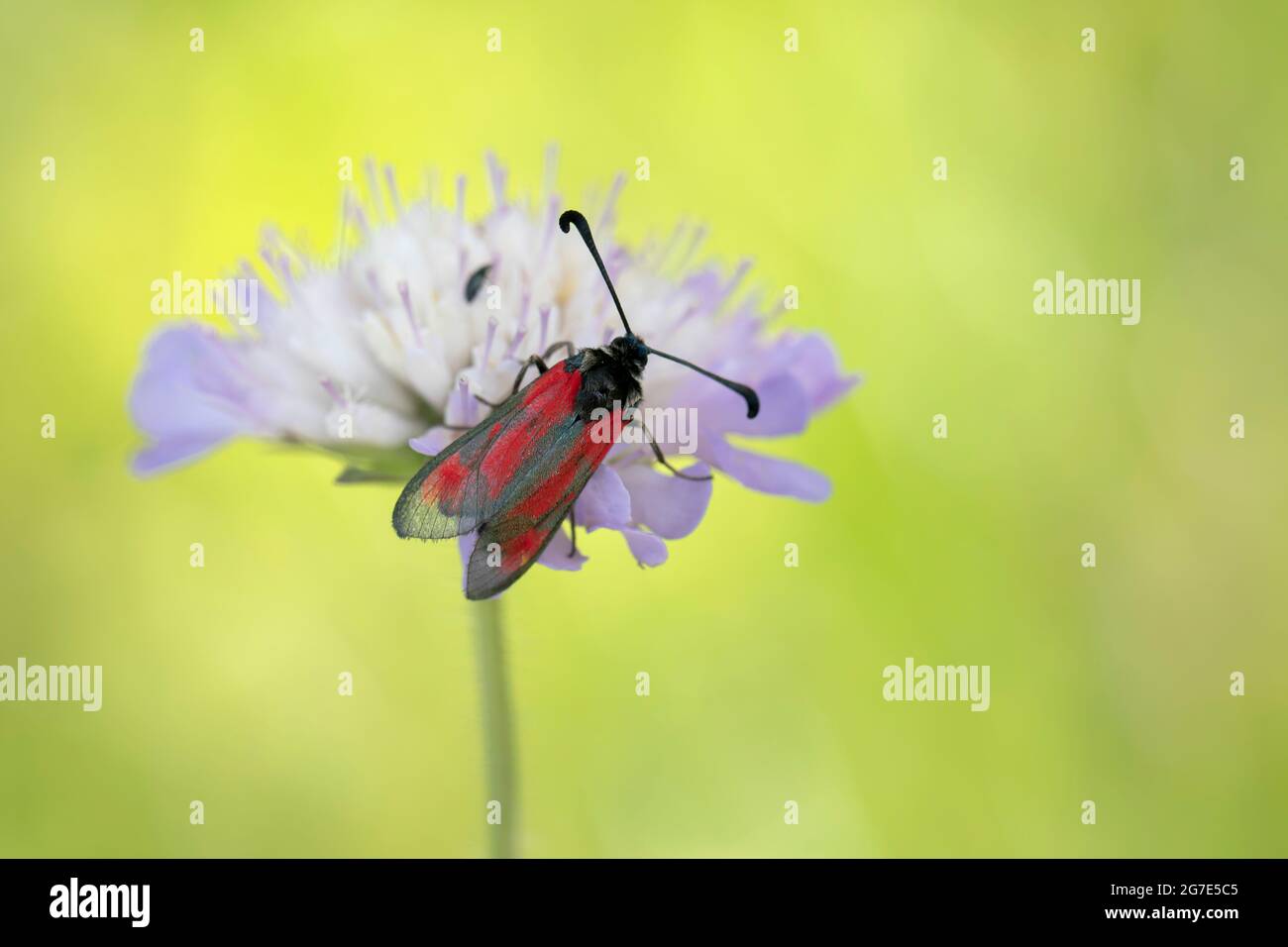 Banded purple wing butterfly hi-res stock photography and images - Alamy