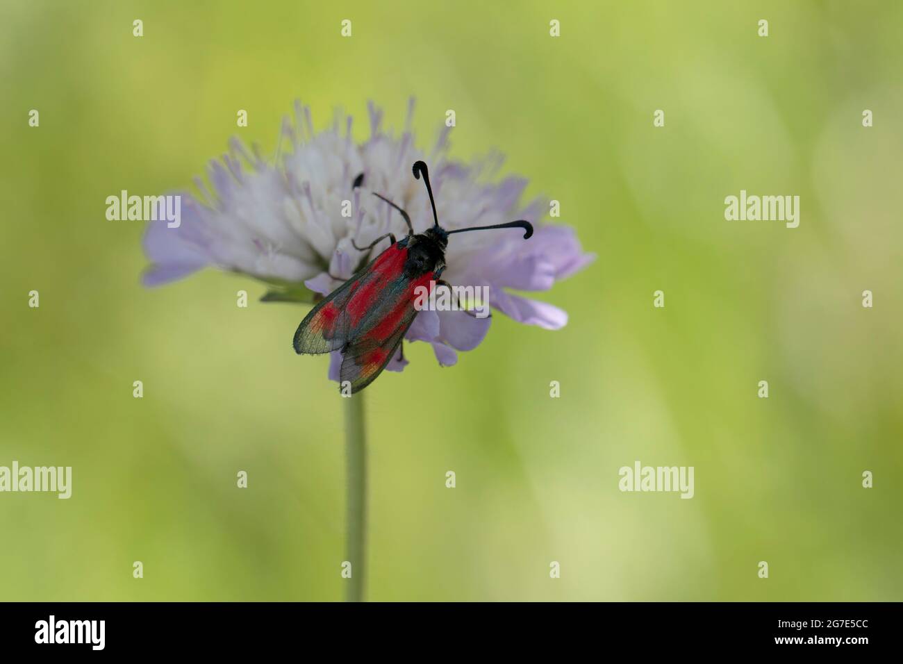 Banded purple wing butterfly hi-res stock photography and images - Alamy