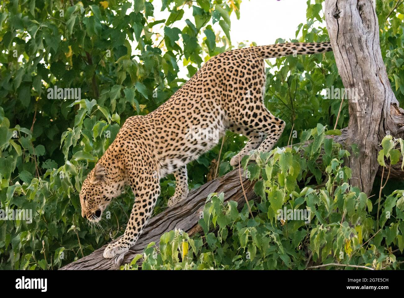 Leopard, Panthera pardus Stock Photo - Alamy