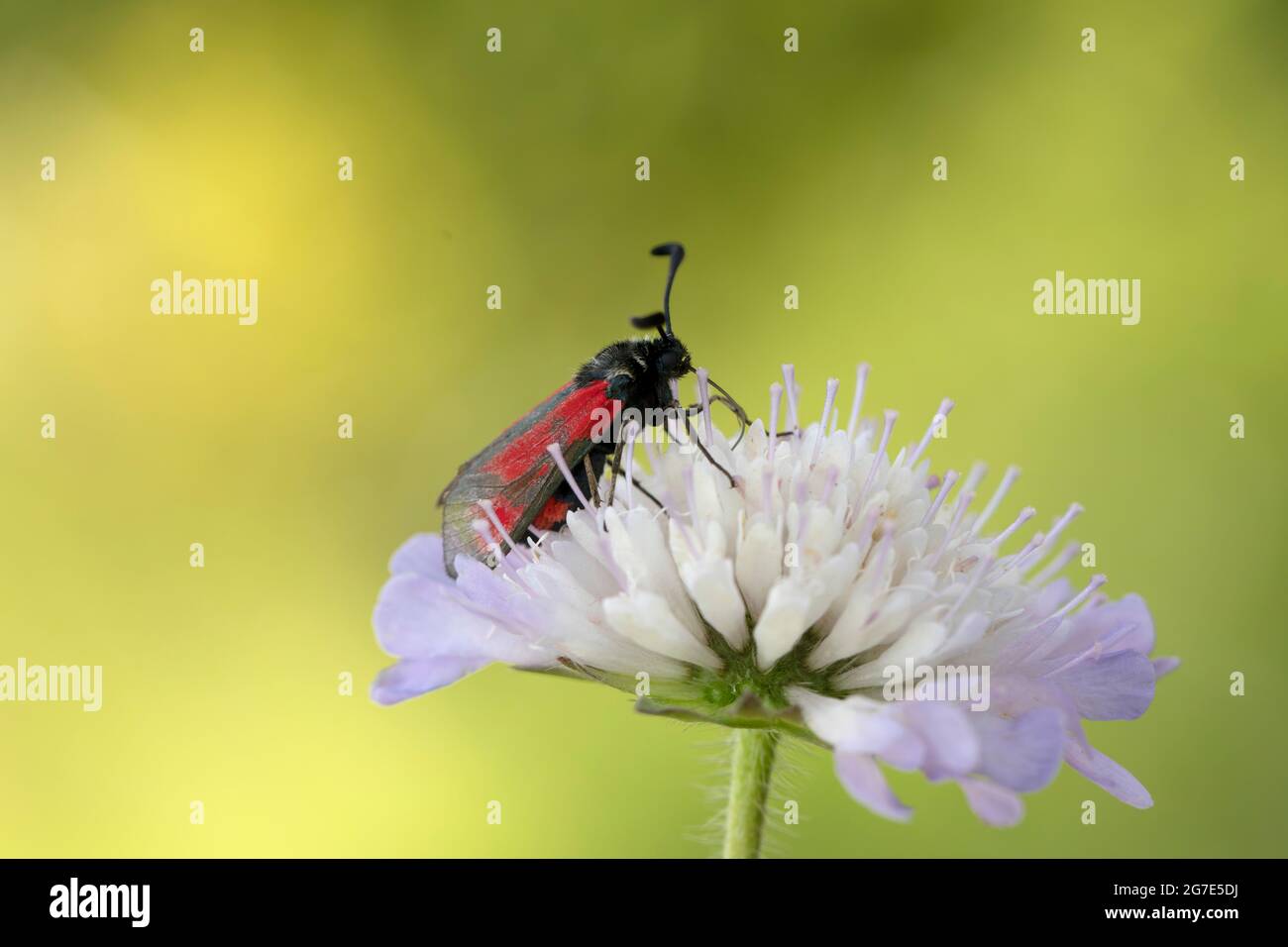 red-banded burnet zygaena sarpedon in close view on scabiosa Stock ...