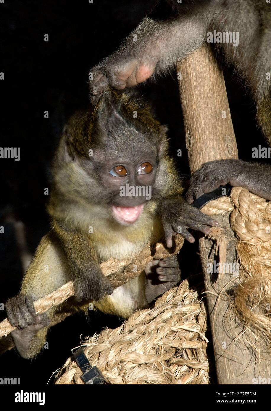 Allen's Swamp Monkey, Allenopithecus nigroviridis Stock Photo - Alamy