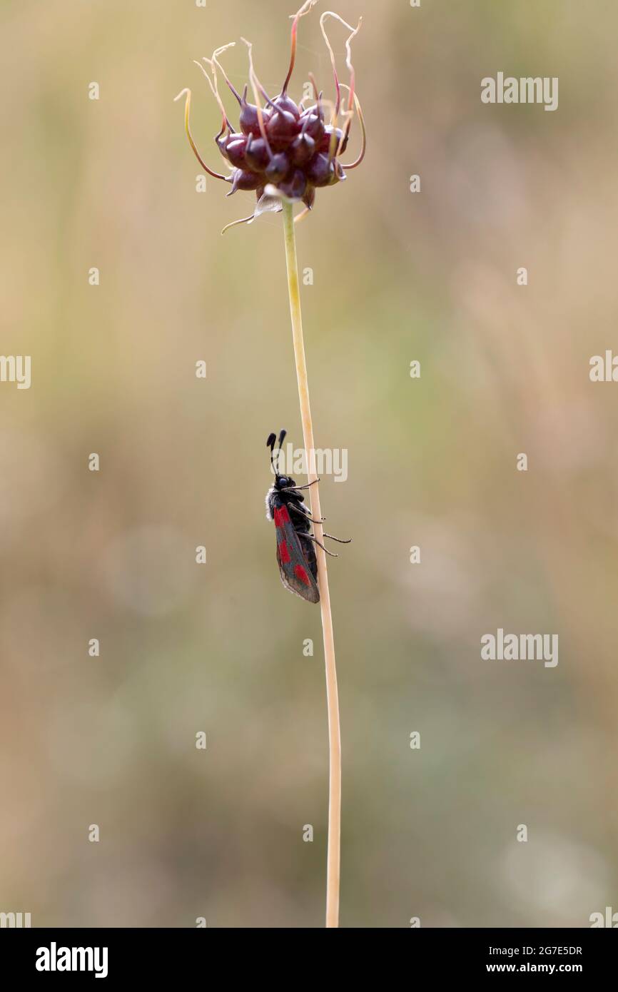 red-banded burnet zygaena sarpedon in close view on scabiosa Stock ...
