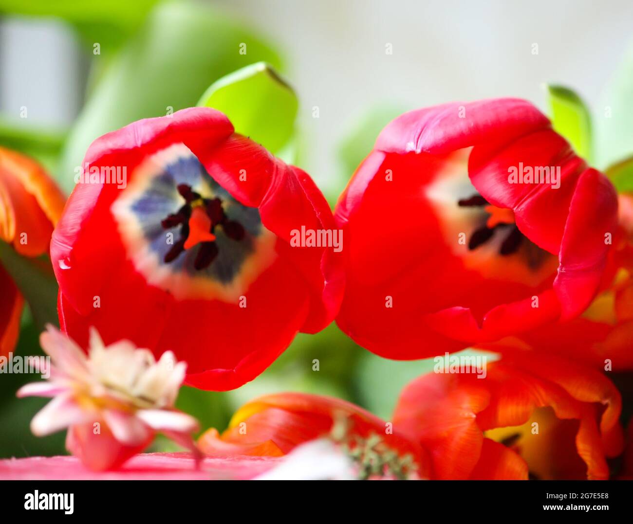 Spring tulip flowers in sunlight close up Stock Photo - Alamy