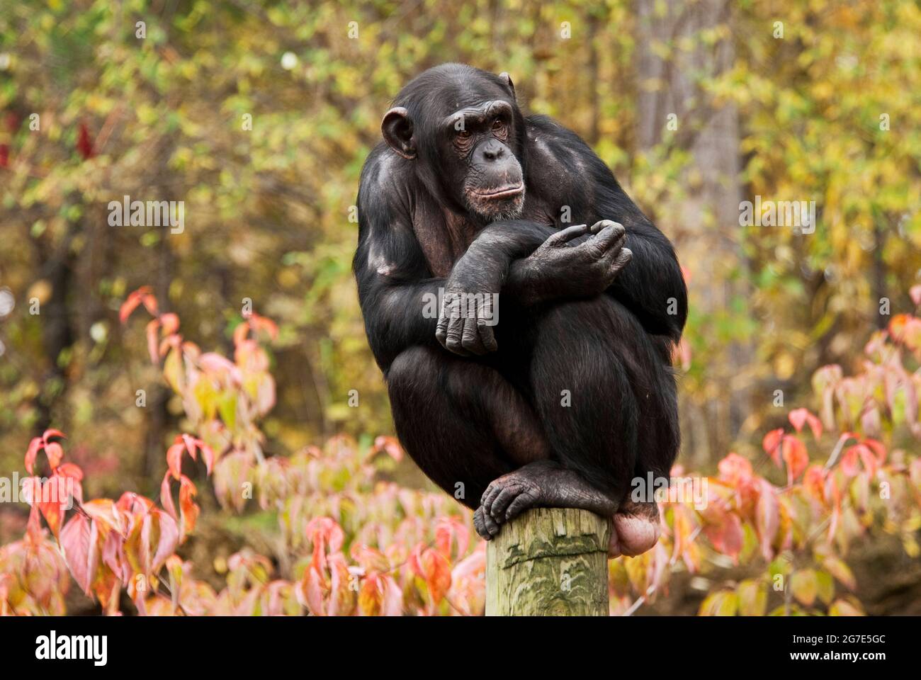 Common Chimpanzee, Pan troglodytes Stock Photo - Alamy
