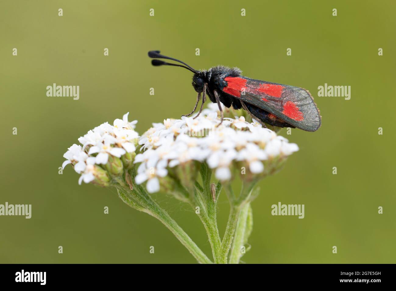 red-banded burnet zygaena sarpedon in close view on scabiosa Stock ...