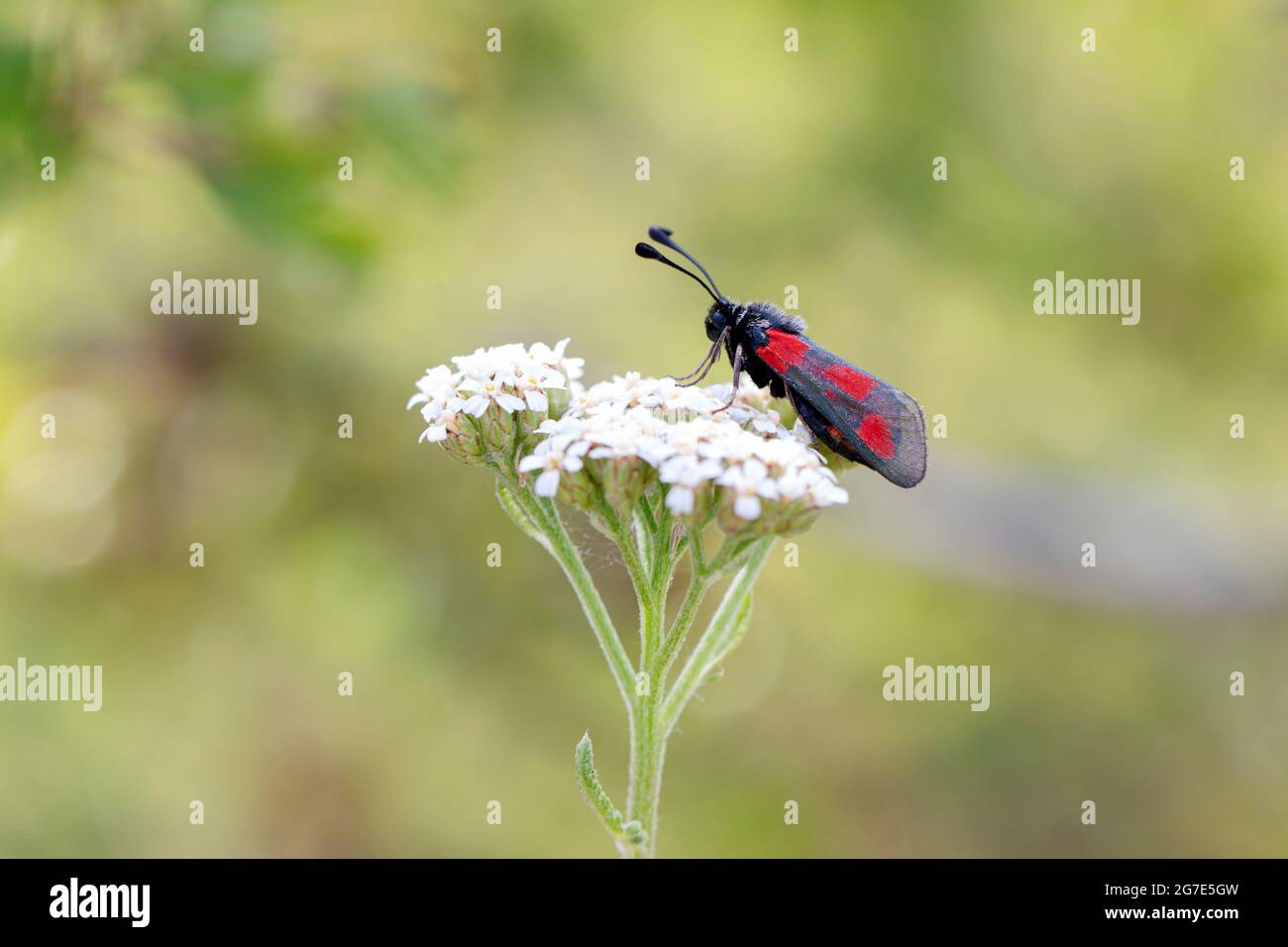 Banded purple wing butterfly hi-res stock photography and images - Alamy