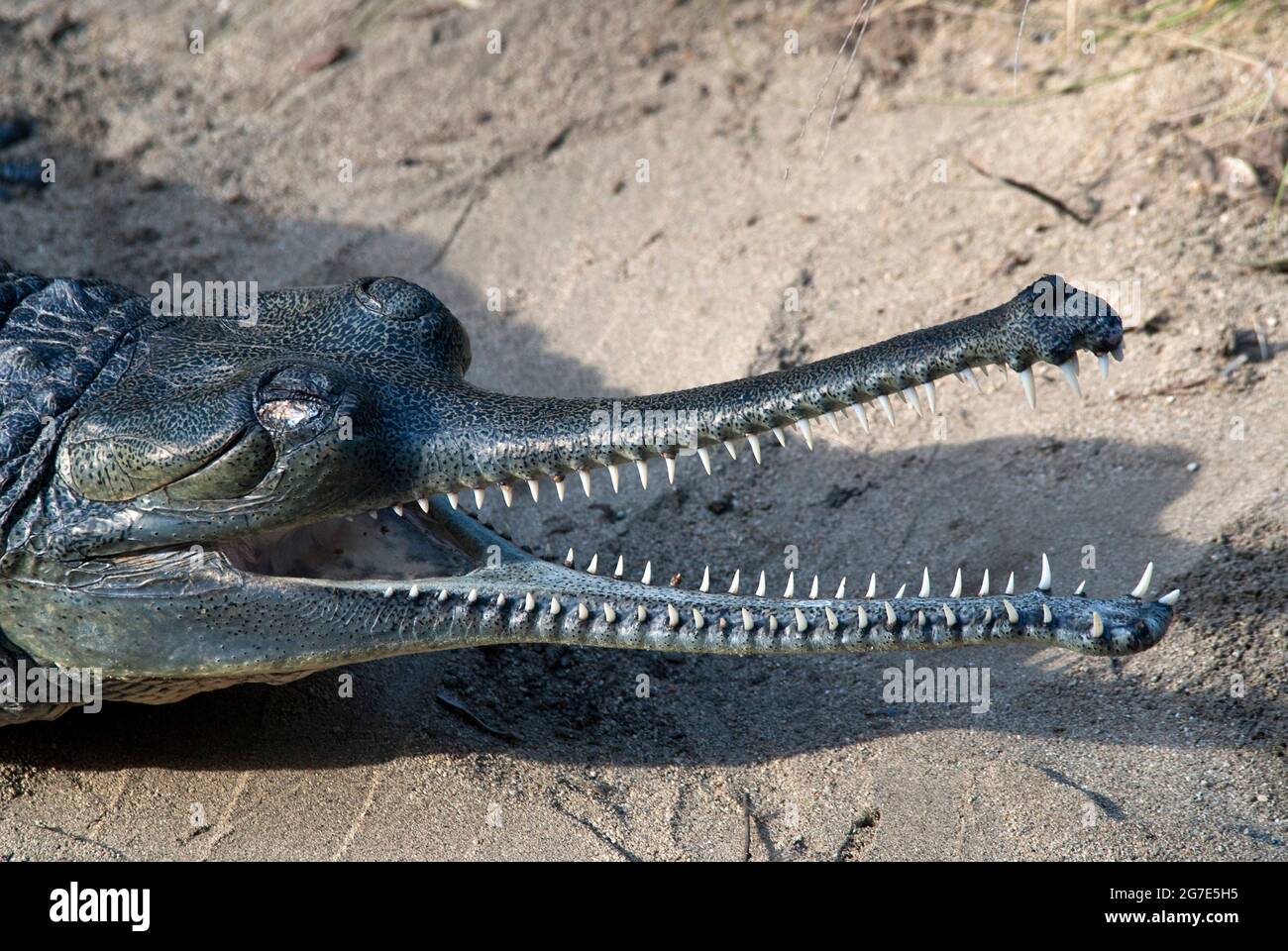 Indian gharial hi-res stock photography and images - Alamy