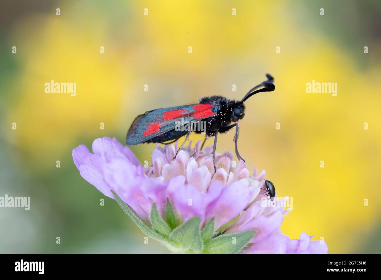 red-banded burnet zygaena sarpedon in close view on scabiosa Stock ...