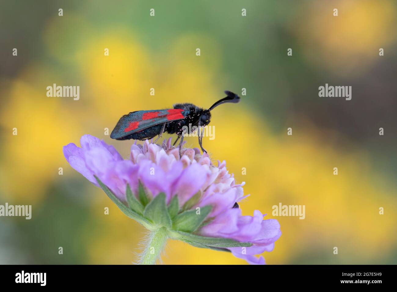 red-banded burnet zygaena sarpedon in close view on scabiosa Stock ...