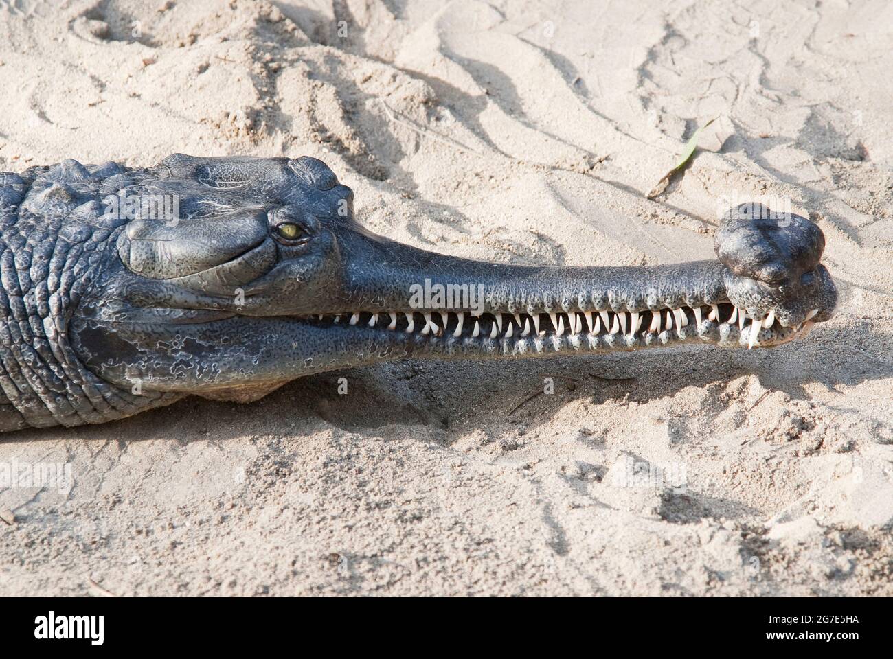 Indian gharial hi-res stock photography and images - Alamy
