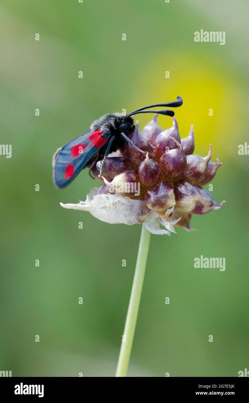 red-banded burnet zygaena sarpedon in close view on scabiosa Stock ...