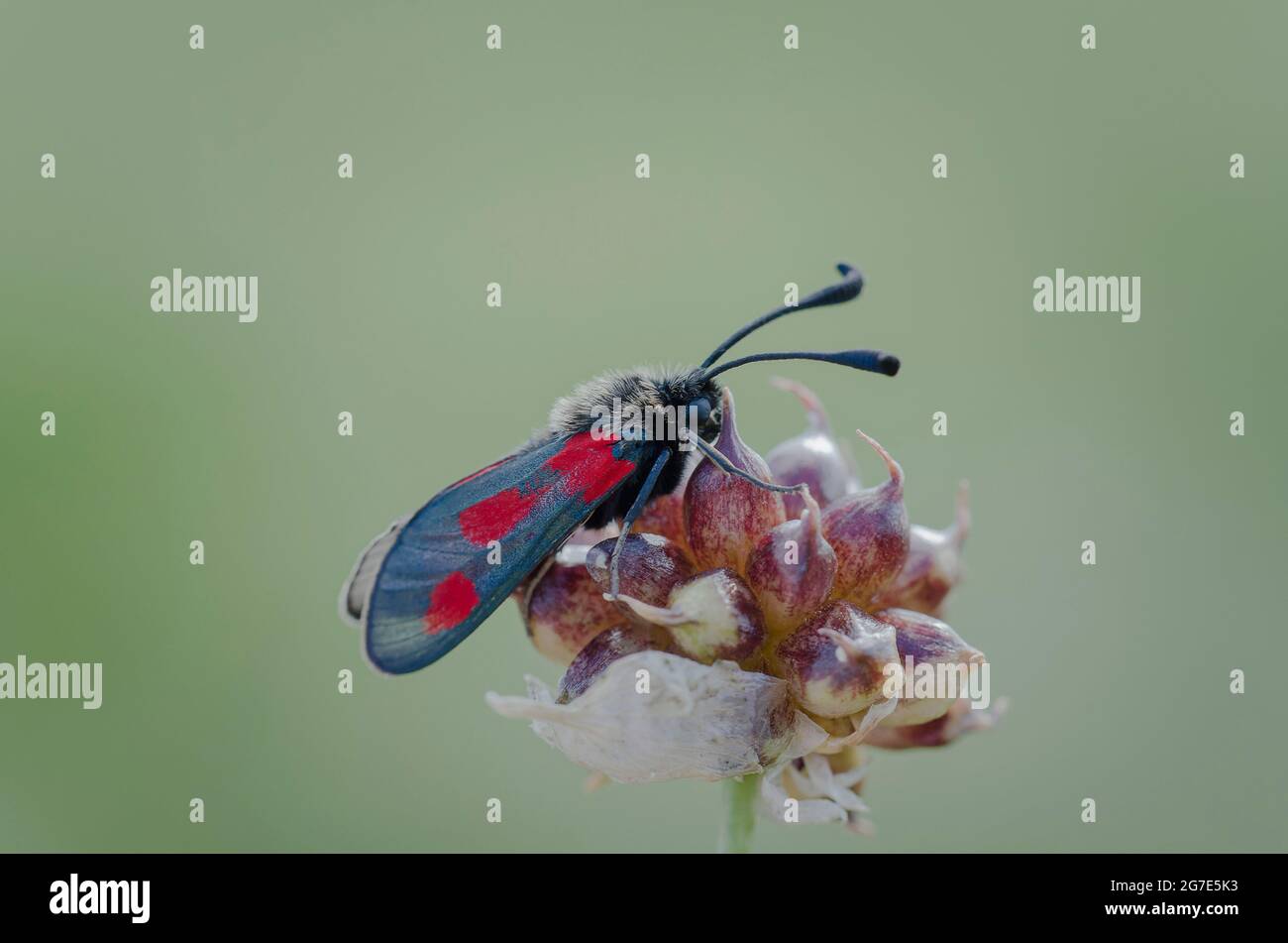 Banded purple wing butterfly hi-res stock photography and images - Alamy