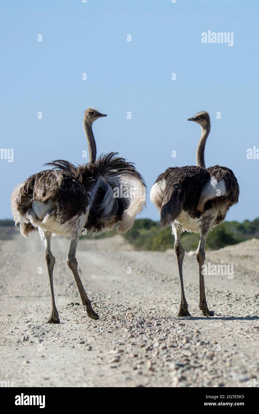 Common Ostrich, Struthio camelus Stock Photo - Alamy
